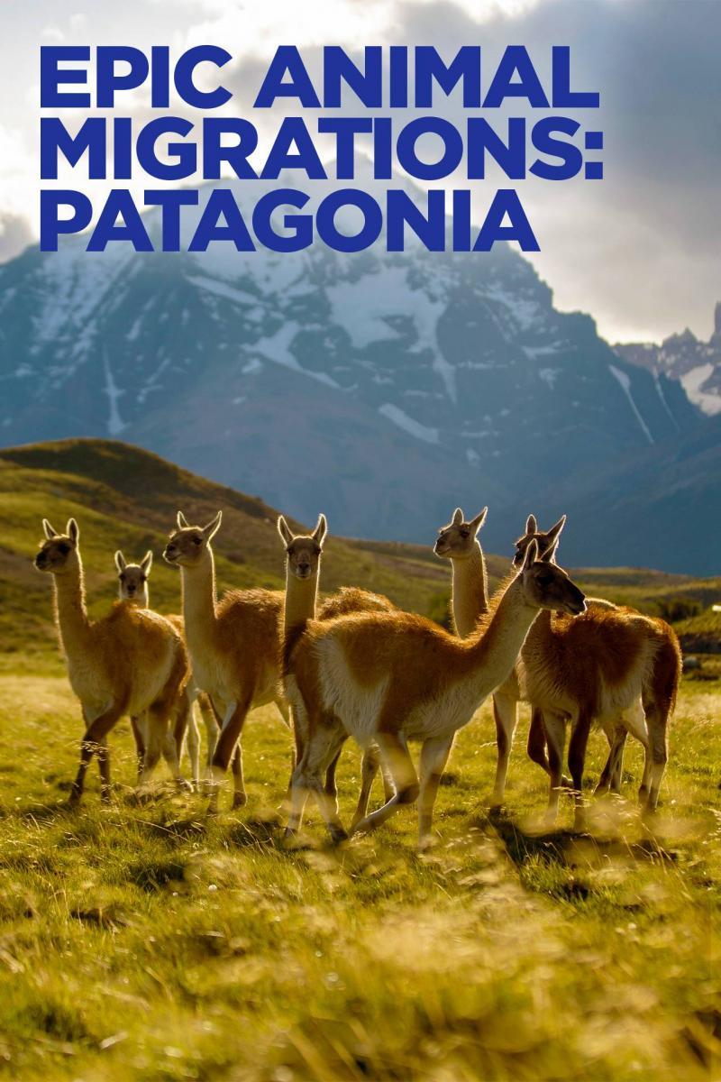 Epic Animal Migrations: Patagonia (TV) (2023) - FilmAffinity