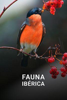 Fauna Ibérica (Miniserie de TV) (2023) - FilmAffinity