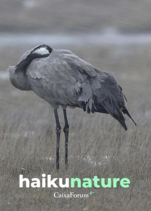 Haiku Nature (TV Series) (2022) - Filmaffinity