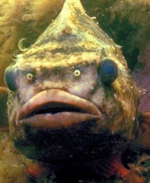 Una historia de peces (2019) - Filmaffinity