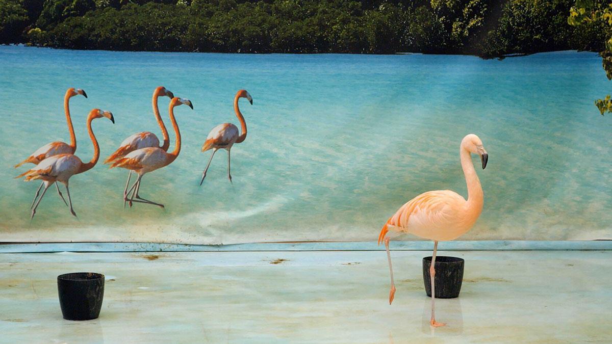 Nature: All Rights Reserved (C) (2016) - FilmAffinity