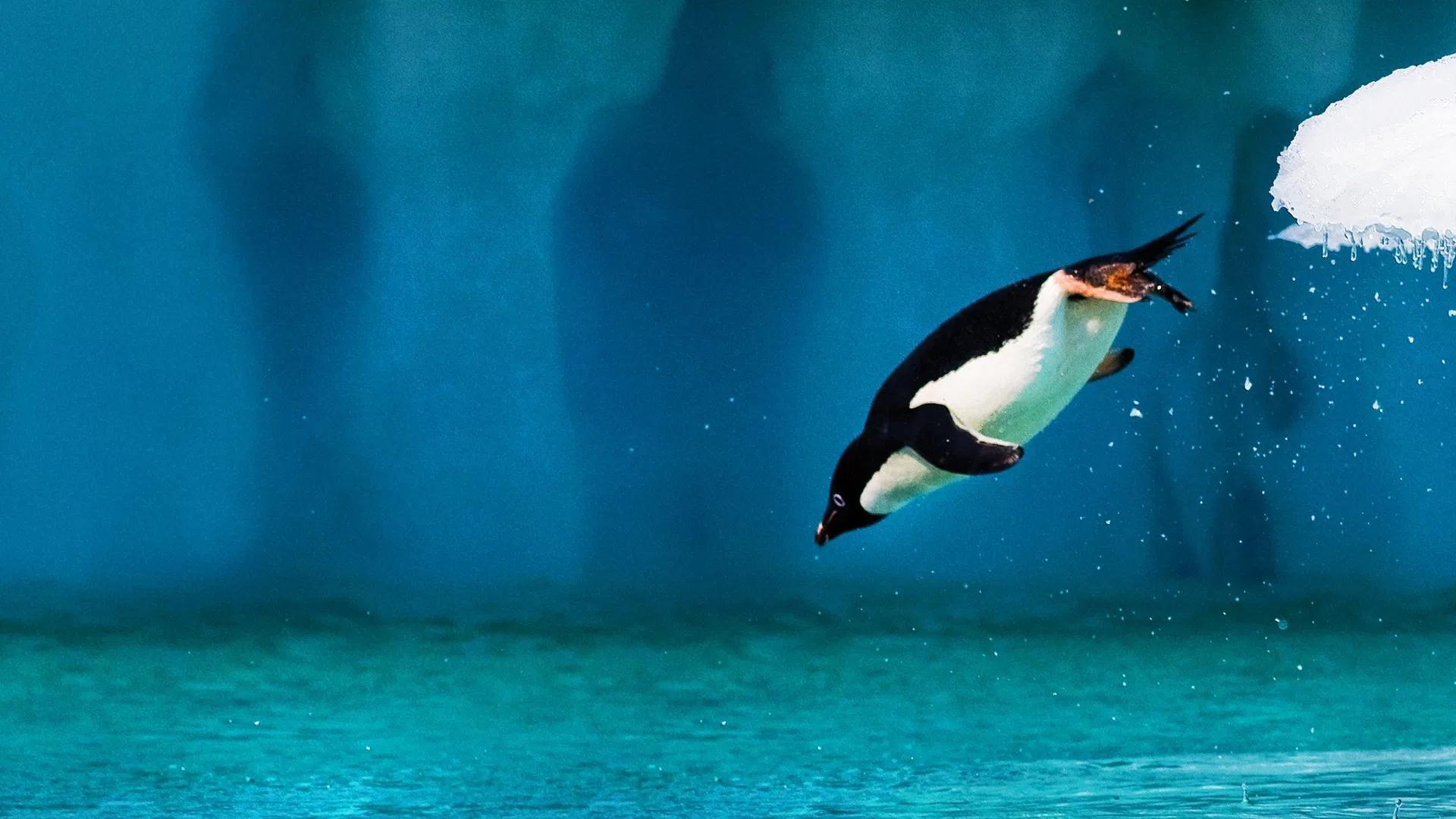 Image gallery for Oceans - FilmAffinity
