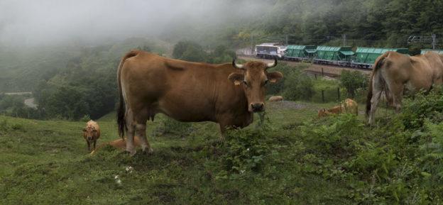 Image gallery for Pajares - FilmAffinity