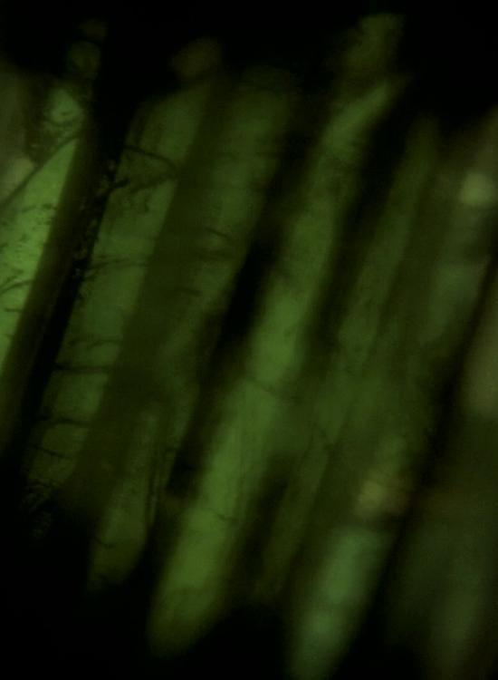 Sección visual de Ricky (C) - FilmAffinity