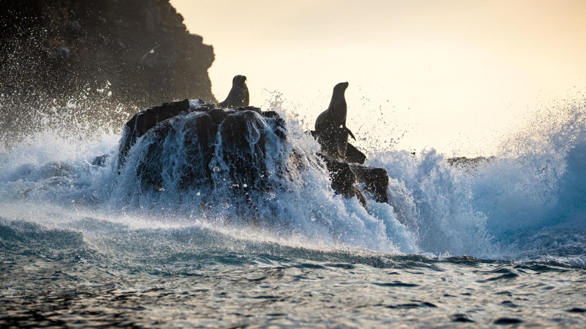 Image gallery for Sea Lions of the Galapagos - FilmAffinity