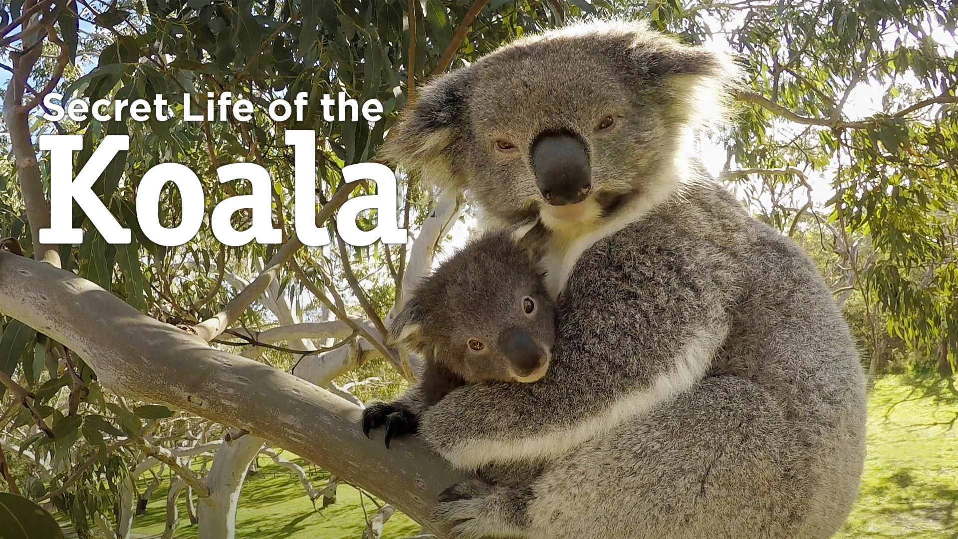 Sección visual de La vida secreta de los koalas (Serie de TV) - FilmAffinity