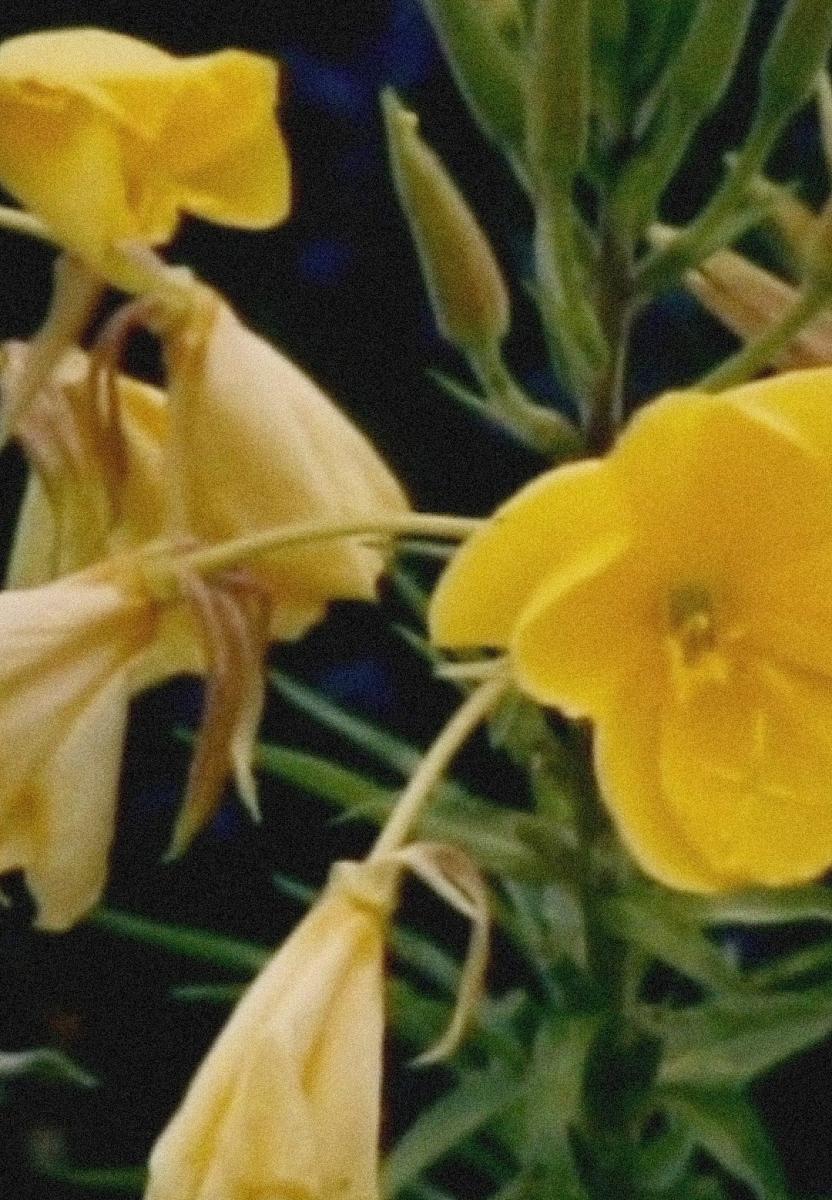 Image gallery for Sources (S) - FilmAffinity