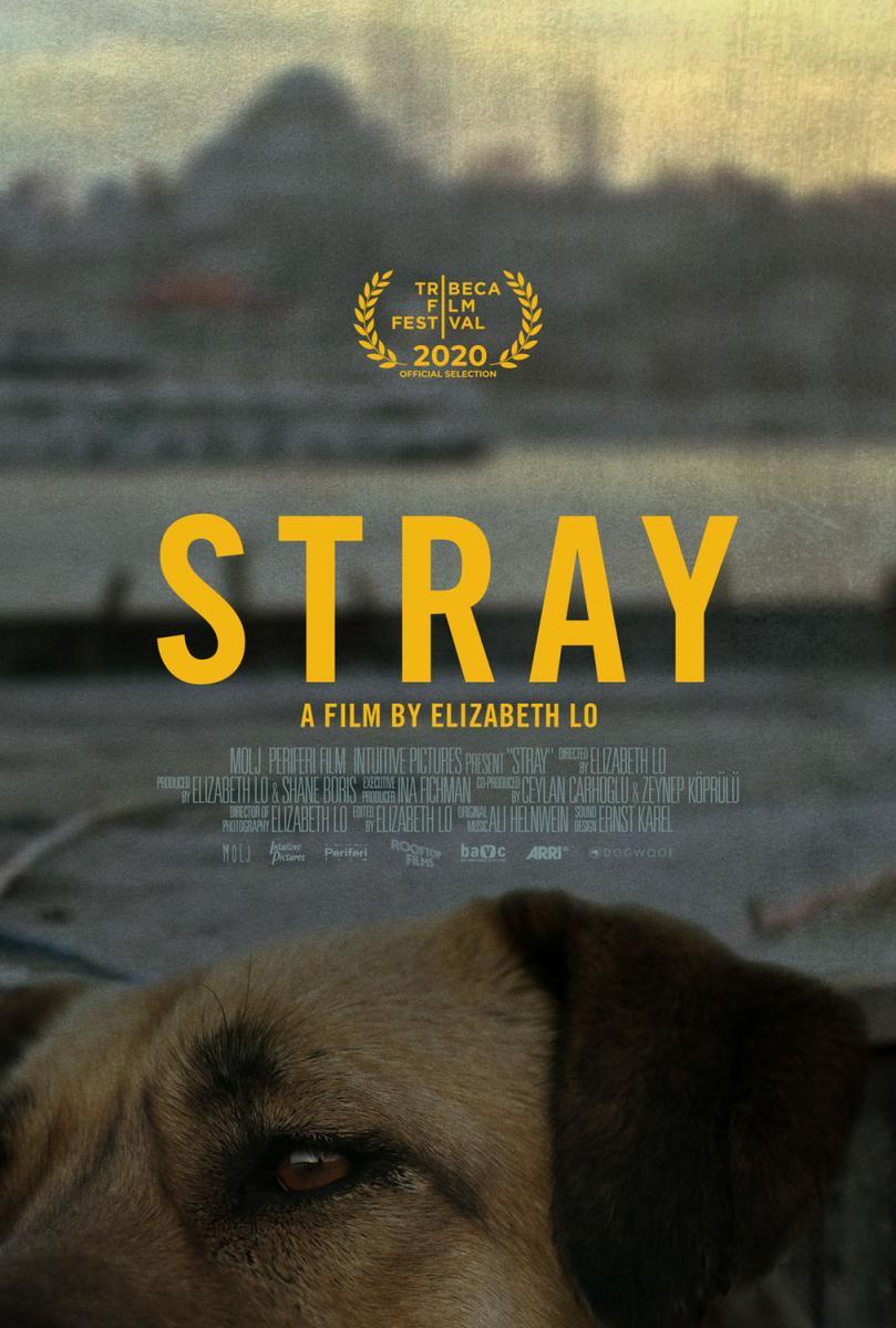 Image gallery for Stray - FilmAffinity