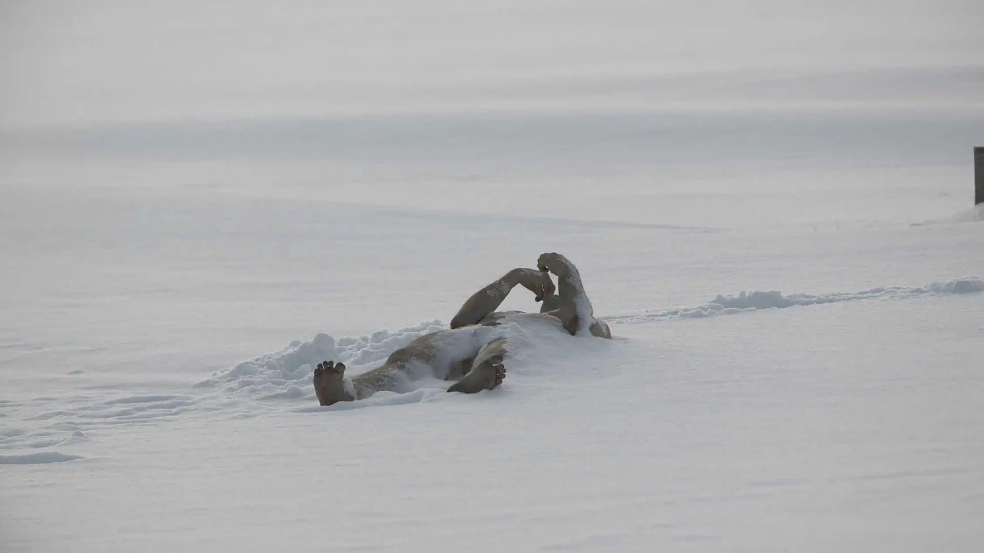 Image gallery for The Last Winter - FilmAffinity