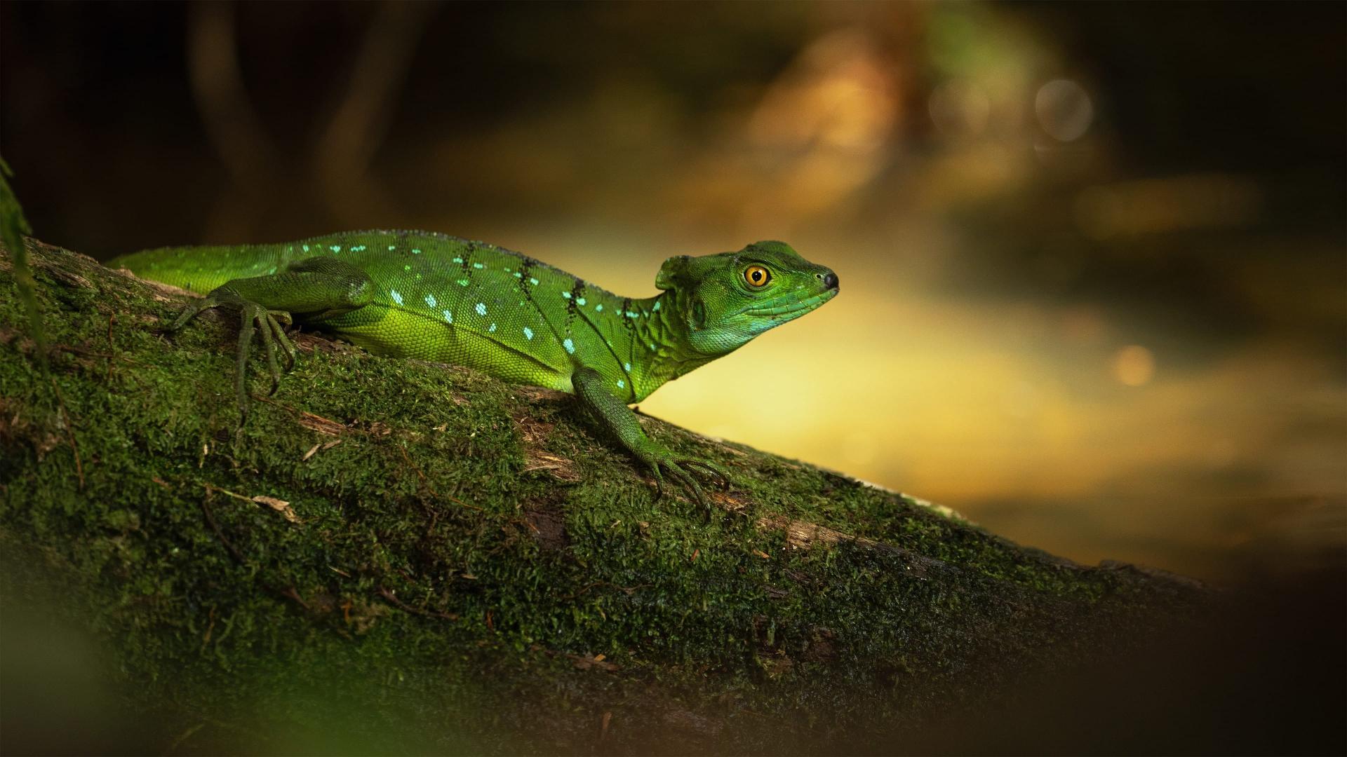 Image gallery for The Secret Lives of Animals (TV Series) - FilmAffinity