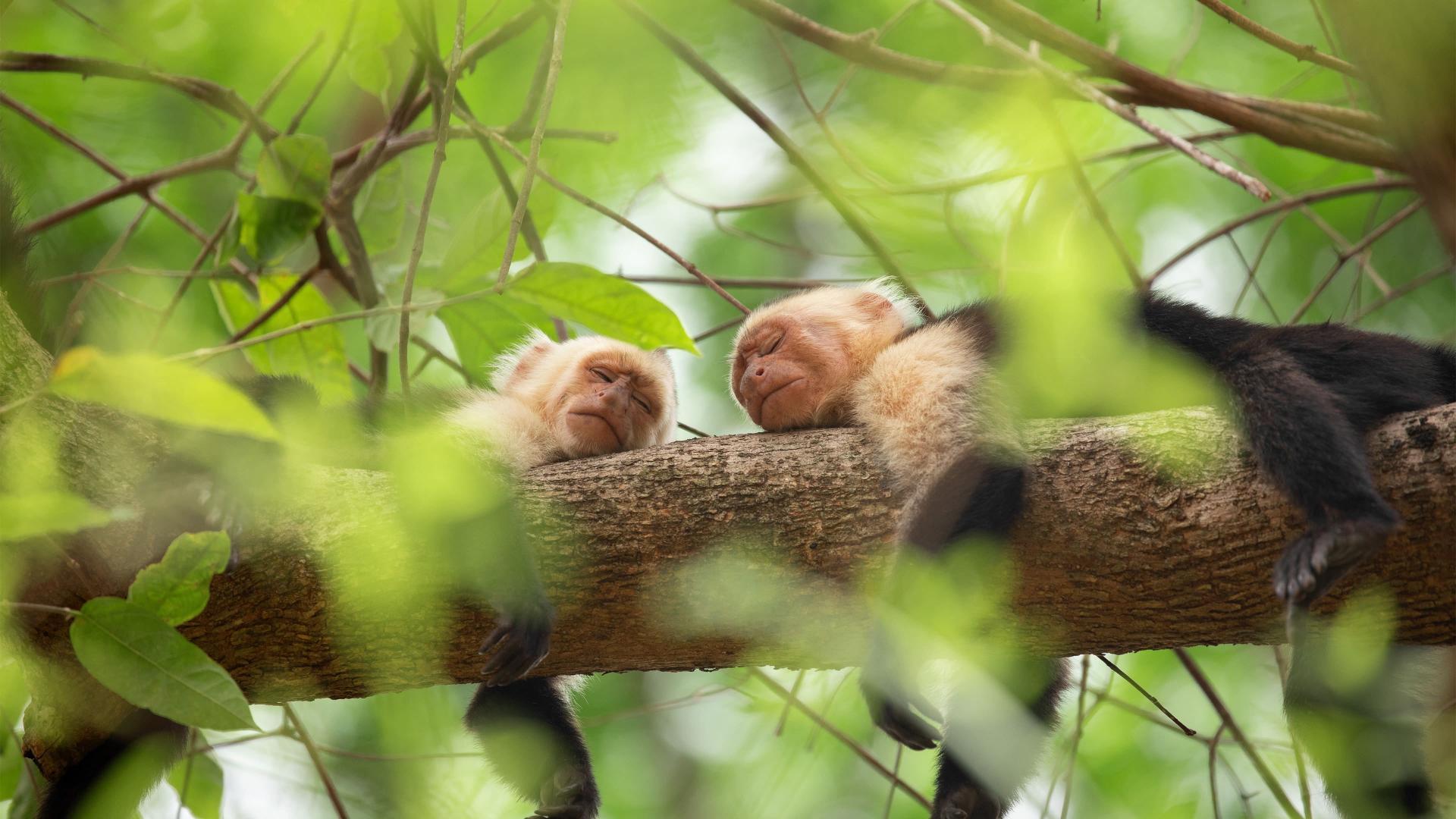 Image gallery for The Secret Lives of Animals (TV Series) - FilmAffinity