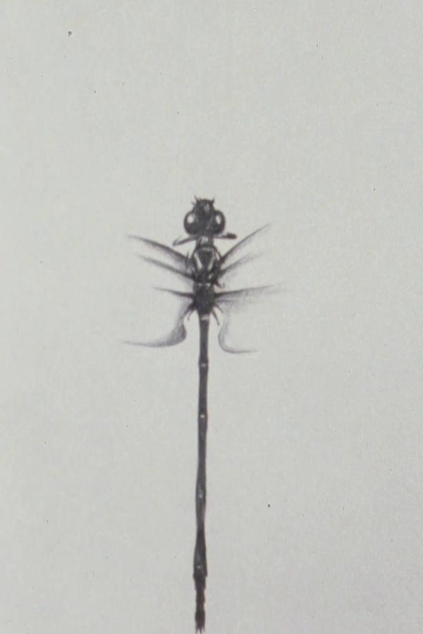 Dragonfly (C) (1988) - FilmAffinity