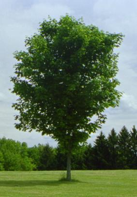 Tree (C) (2013) - FilmAffinity