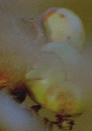 Tree of Knowledge (1981) - FilmAffinity